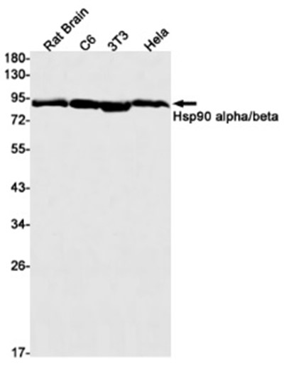 Hsp90 Recombinant Rabbit mAb-Primary Antibodies-Bioworld Technology, Inc.